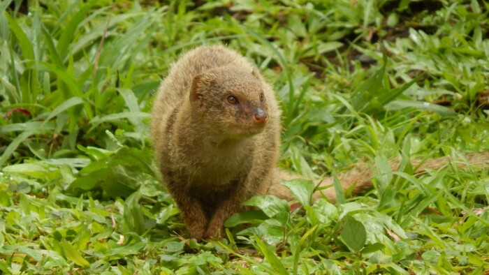 Spreder sig lynhurtigt: Evolutionen har givet mangustere større klunker ...