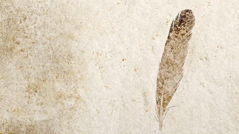 Efter 160 år langt slagsmål: Forskere mener at have løst gåde om ...