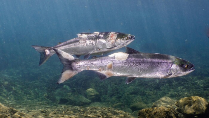 Hedebølge i USA koger fisk levende i floderne og giver dem livsfarlig ...