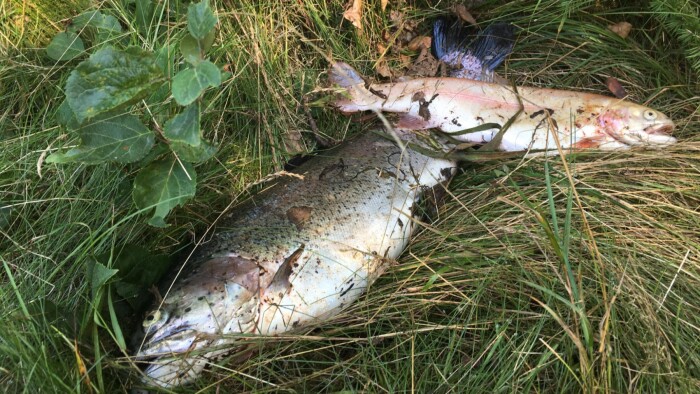50 tons fisk slap ud, og så havde Michelle 'lystfiskernes Roskilde ...