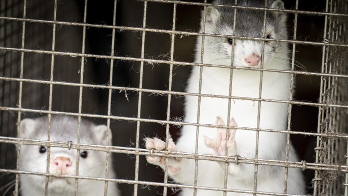 10.000 mink er på vej til Danmark | Nordjylland | DR