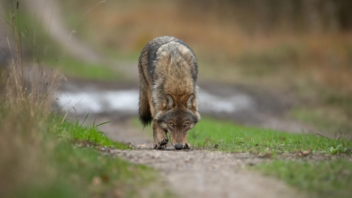 Forskere med ny viden om danske ulve: 'Bestanden vokser hurtigt i ...