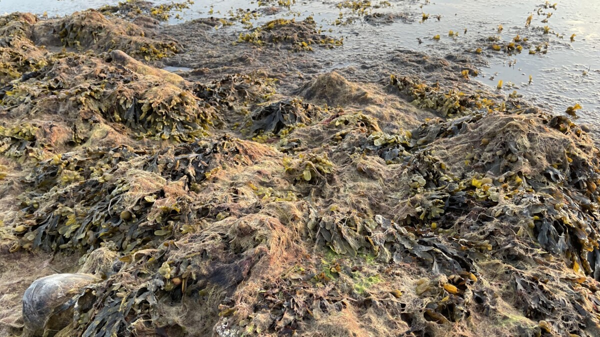 Klar til sommer-dukkerten? Fedtemøg breder sig langs de åbne kyster ...