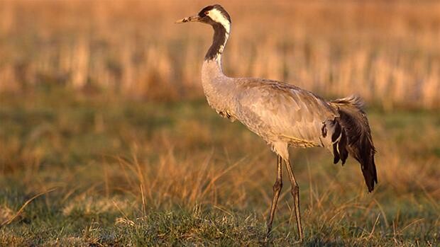 Europas højeste fugl og verdens ringeste trompetist | Naturvidenskab | DR