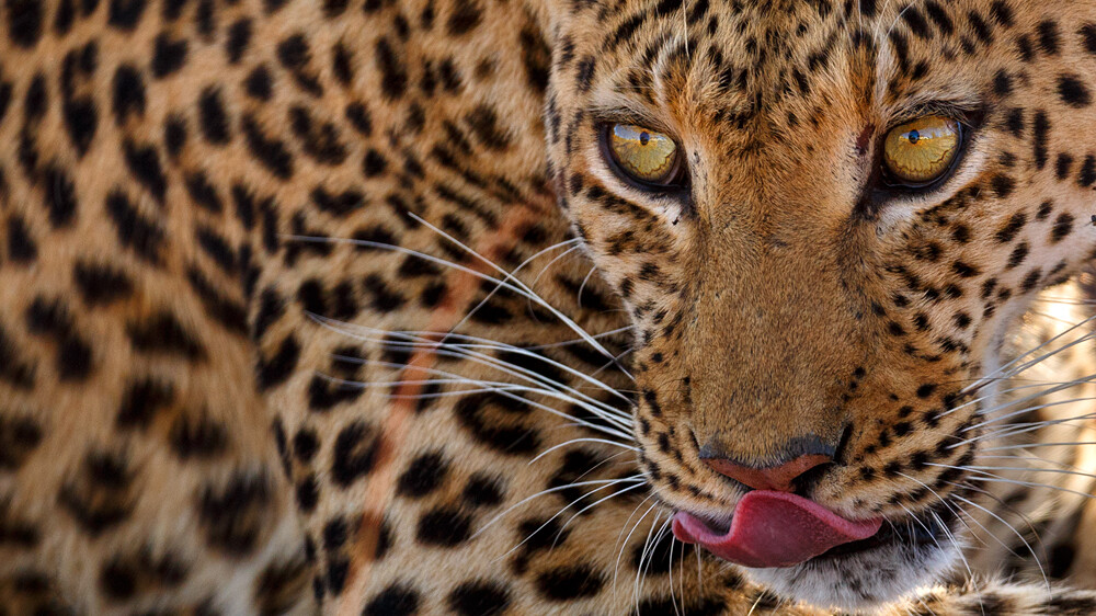 BILLEDSERIE I øjenkontakt med Afrikas store dyr | Naturvidenskab | DR