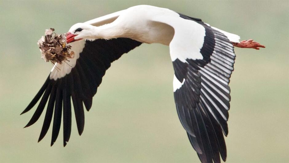 Storken bygger rede på livet løs | Viden | DR