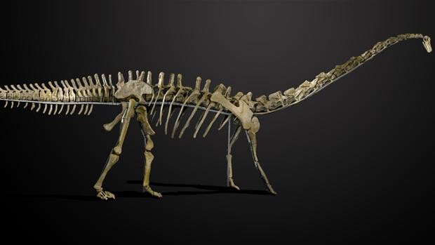 TIMELAPSE 17 meter langt skelet samlet på et minut | Naturvidenskab | DR