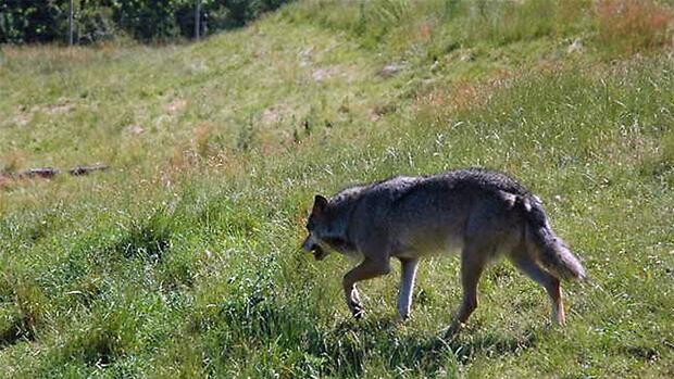 Genkend ulve på hylet | Naturvidenskab | DR