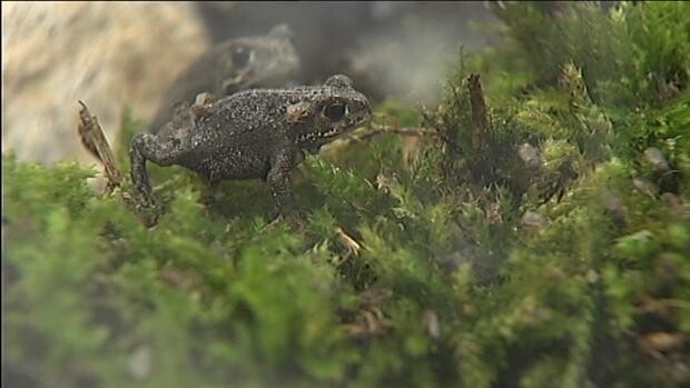 VIDEO 35 truede danske tudser rejser til Estland | Naturvidenskab | DR