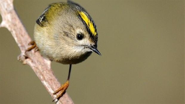 Ornitologer skriver Danmarks fugle i mandtal | Indland | DR