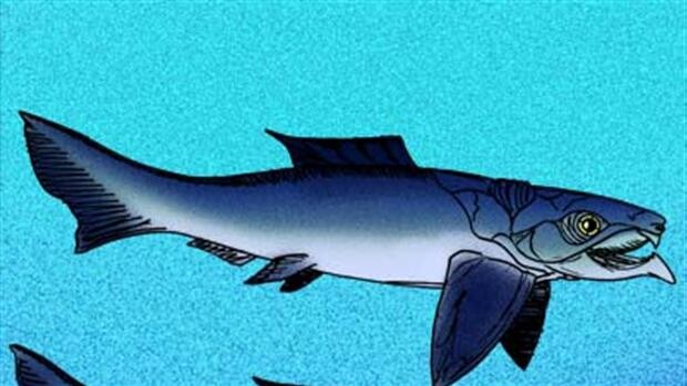 Forskere sætter muskler på fiskefossil | Naturvidenskab | DR