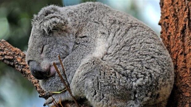 Koalaer bruger træer som køledunk | Naturvidenskab | DR