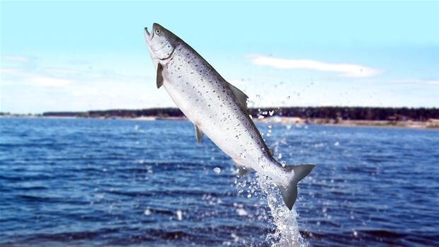 Den danske laks er i fremgang | Naturvidenskab | DR