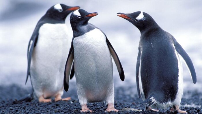 Pingviner vinkede farvel til flyvefærdighed for at blive bedre svømmere ...