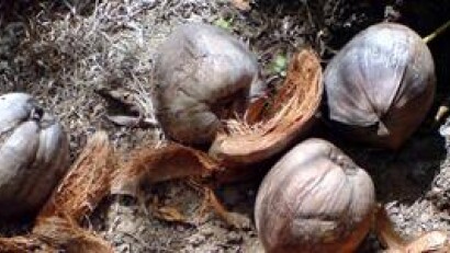 Gammelt dansk selskab laver bæredygtig palmeolie | Penge | DR