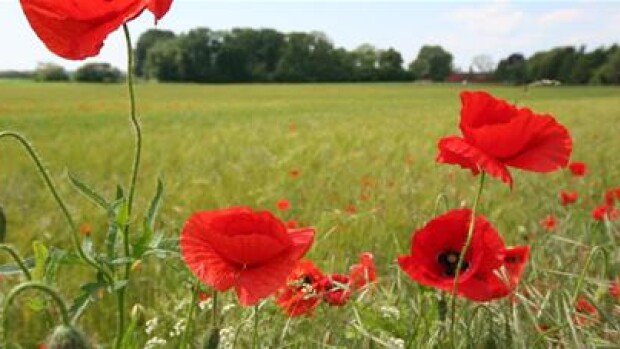 Dyrearter fortsat i fare i Danmark | Indland | DR