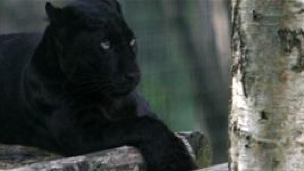 Sort panter spreder frygt i Vesteuropa | Udland | DR