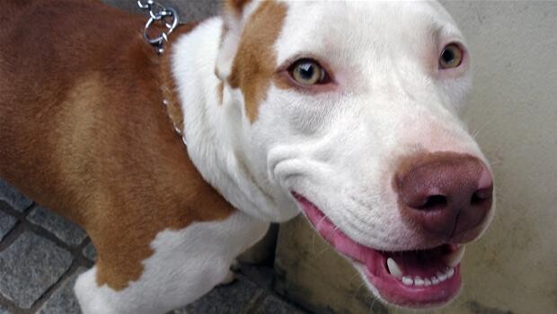 Her er de forbudte hunde | Indland | DR