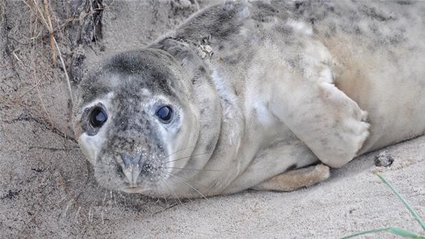 Færre sæler i Østersøen | Bornholm | DR