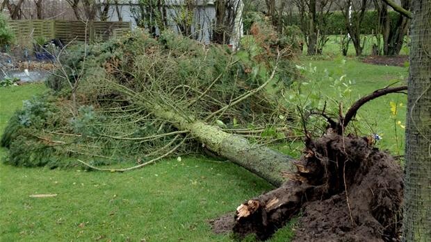 Stormen Bodil gør skoven livsfarlig torsdag | Indland | DR