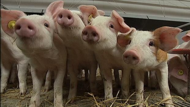 Danmark er Europas vuggestue for svin | Indland | DR