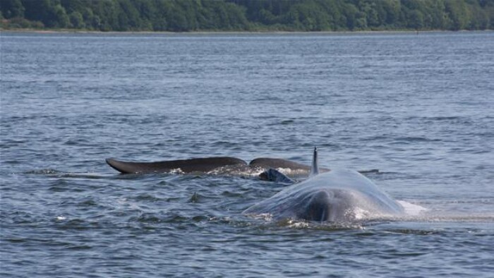 Hvidhval i Flensborg Fjord | Syd- og Sønderjylland | DR