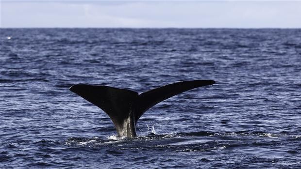 Hør hval tale som et menneske | Udland | DR