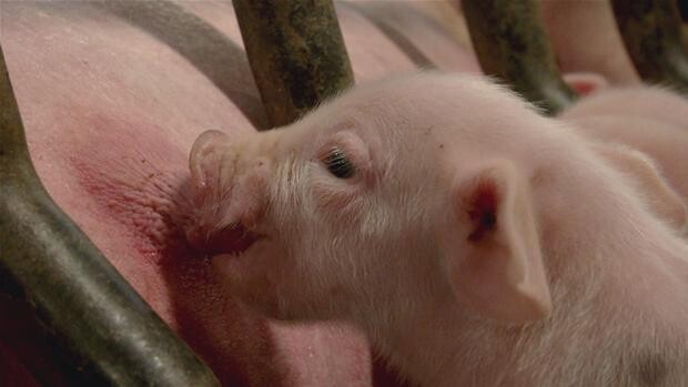 Naturfredningsforening: Flere svin giver færre job | Syd- og ...