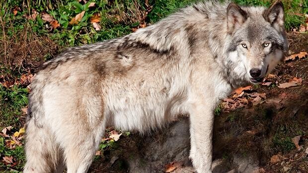 Ulve-sensation: Danmark har sandsynligvis første ulvekobbel i mindst ...