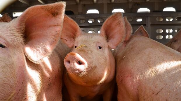 Norge opdager nye tilfælde af svine-MRSA | Udland | DR