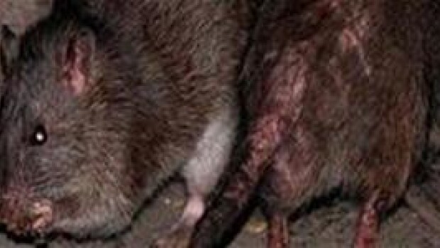 Rotter blev i Fakta mere end 5 minutter | Indland | DR