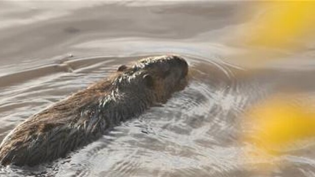 Forventer ikke flere smittet med rottesyge | Indland | DR