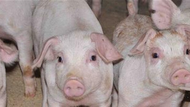 Flere svin slagtes i Danmark | Penge | DR