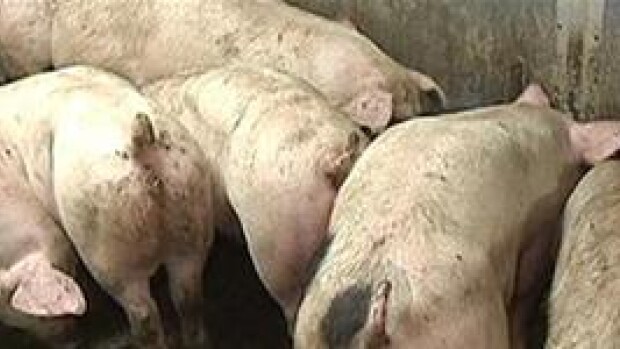 Syge svin behandles ikke godt nok | Indland | DR