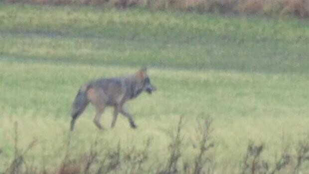 Ekspert: Plads til 100 ulve i Danmark | Indland | DR