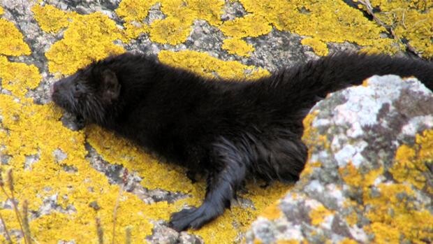 Tusinder af mink lever i den danske natur | Sjælland | DR