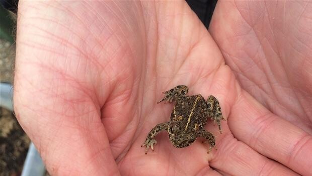 100 truede tudser får nyt hjem | Fyn | DR