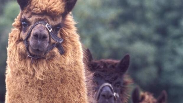 Lamaer på vej hjem | Nordjylland | DR