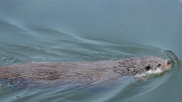 Oddere risikerer druknedøden | Syd- og Sønderjylland | DR