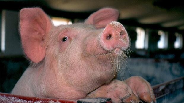 Vestjyske svin med fly til Kina | Midt- og Vestjylland | DR