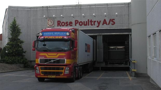 Rose Poultry kyllinger fra Vinderup slagtes i Nordjylland | Midt- og ...