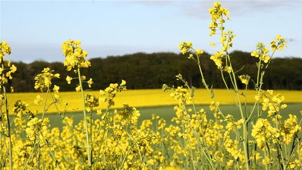 Flere rapsmarker maler Danmark gul | Sjælland | DR
