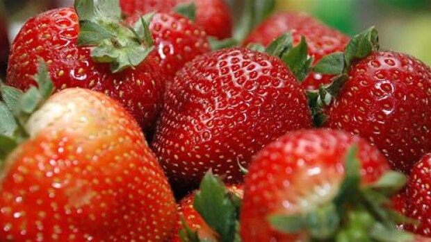 Vil plukke jordbær i Danmark | Indland | DR