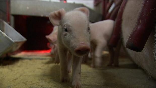 Landmænd bruger mere antibiotika | Indland | DR
