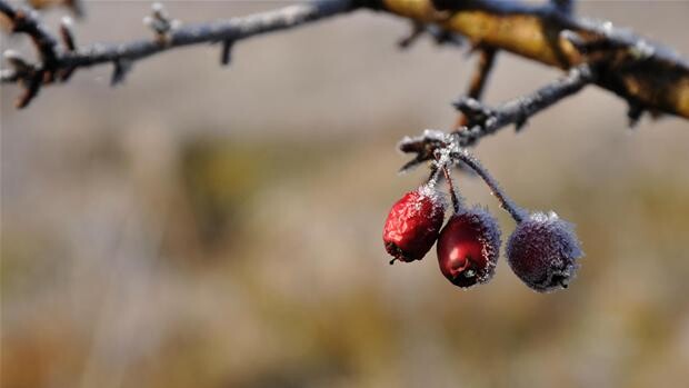 Tag et billede af den første frost! | Vejret | DR
