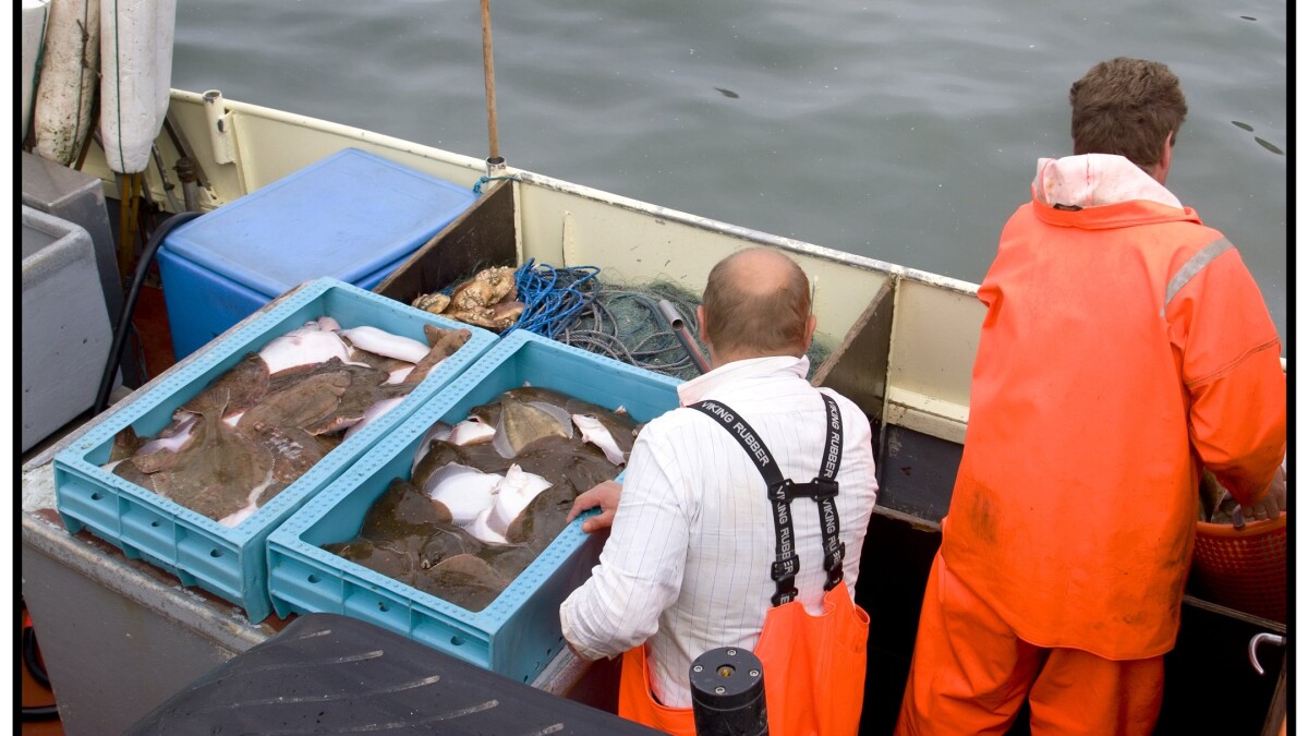 Fiskere må snart fange flere fisk | Udland | DR