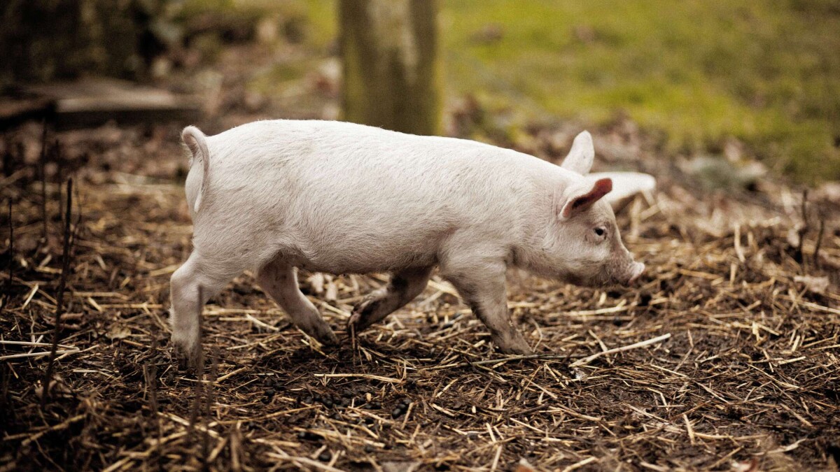 Professor: Vores velfærd hviler på det dumme svin | Historie | DR