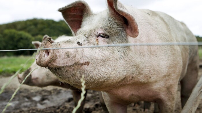 Overlæge: Positivt med antibiotika-frie svin til amerikanerne - men ...