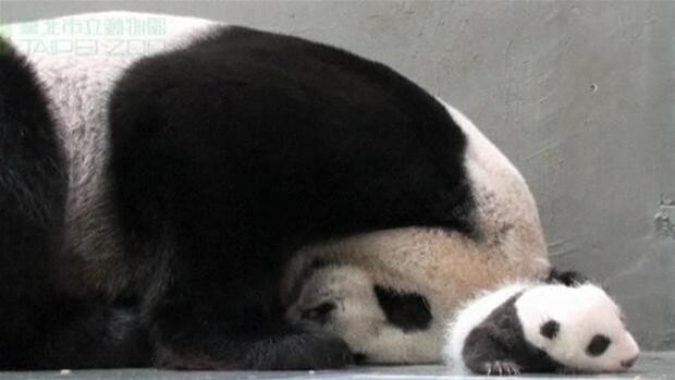 VIDEO: Lille panda-unge er tilbage hos sin mor | Ultra Nyt | DR