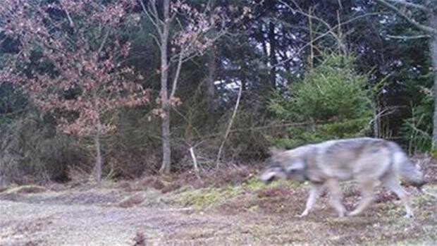 Ulv fotograferet ved Silkeborg | Ultra Nyt | DR